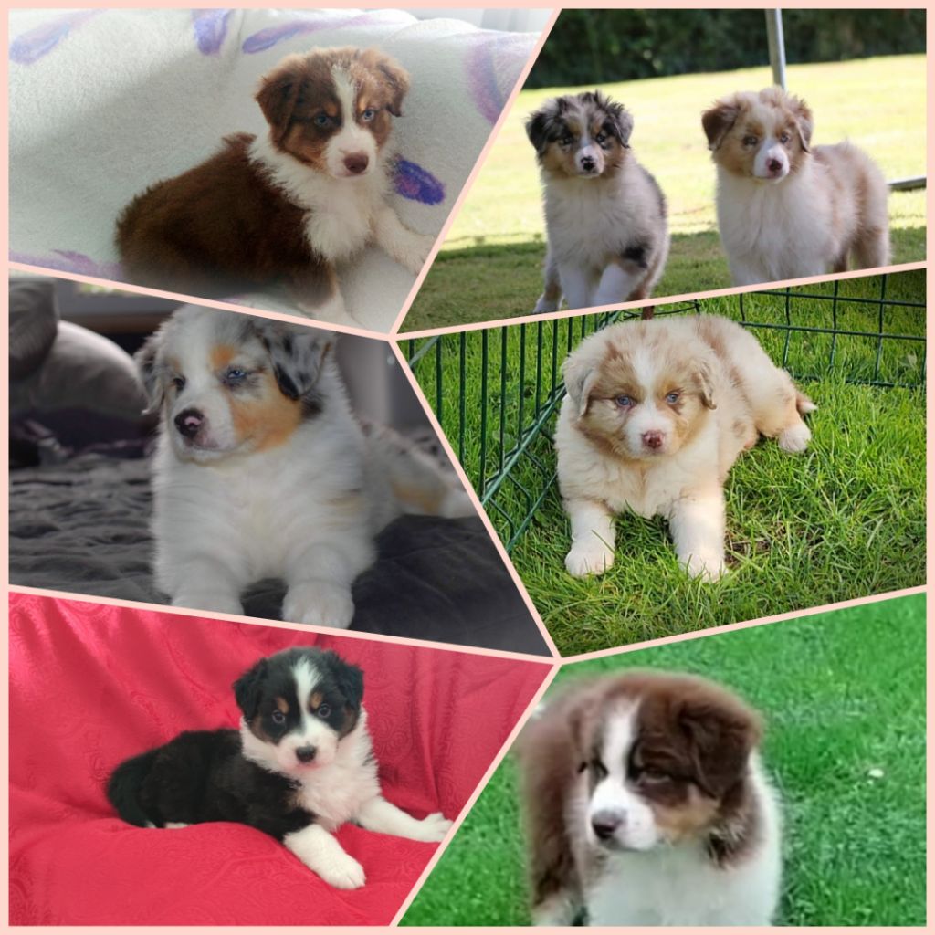 Accueil - Elevage Du Domaine De Rêve Enchanté - eleveur de chiens ...